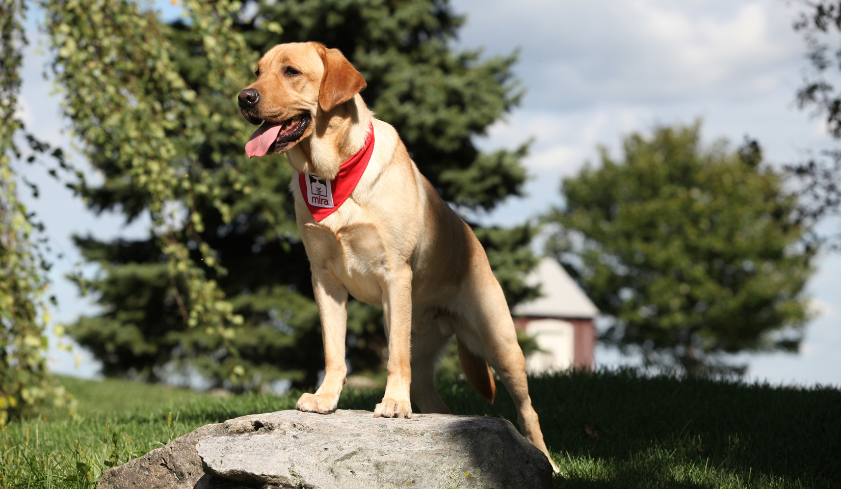 Faire un don pour aider Mira | Mira